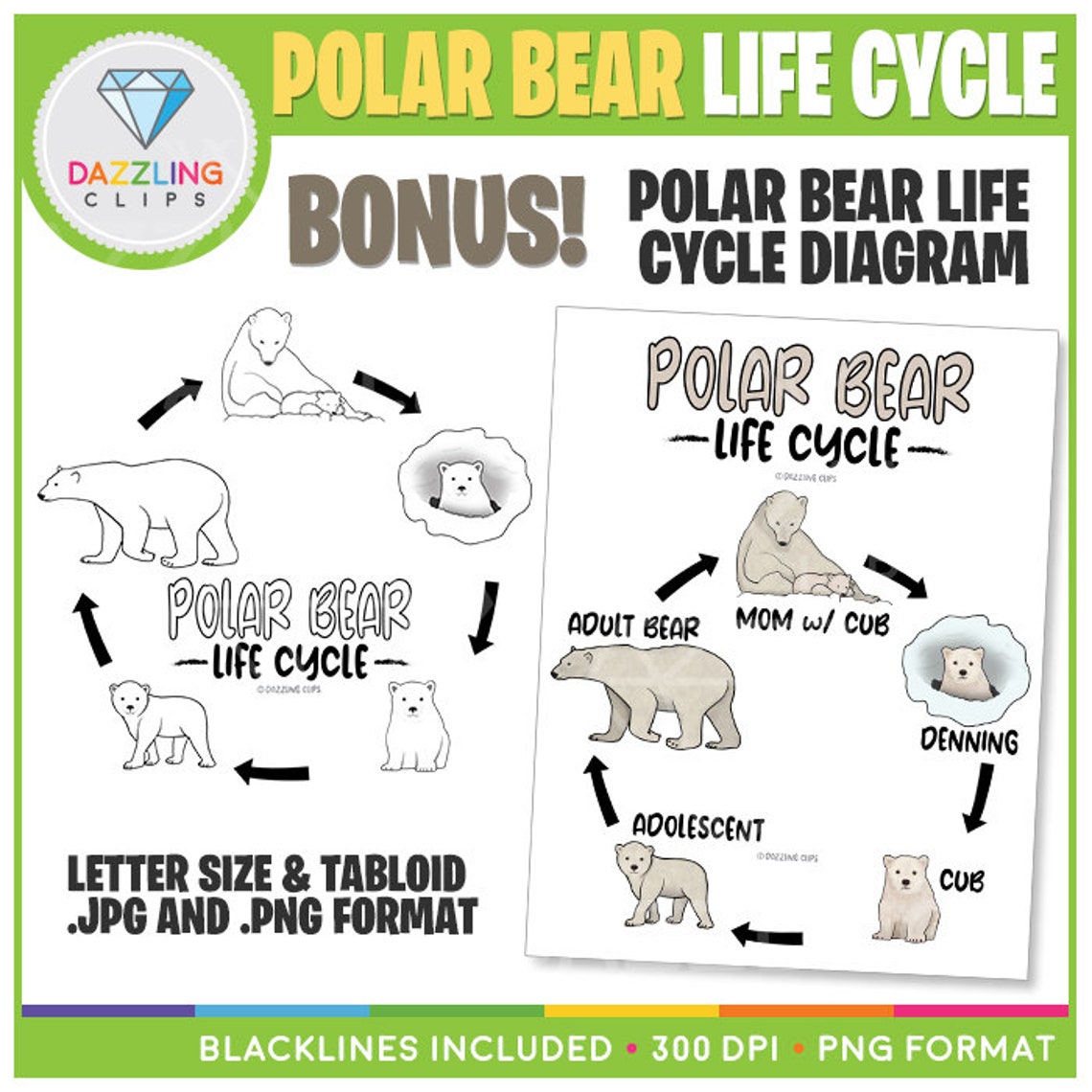 Polar Bear Life Cycle Clip Art - Instant Download - Educational Clipart ...