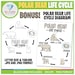 Polar Bear Life Cycle Clip Art Instant Download Educational Clipart ...
