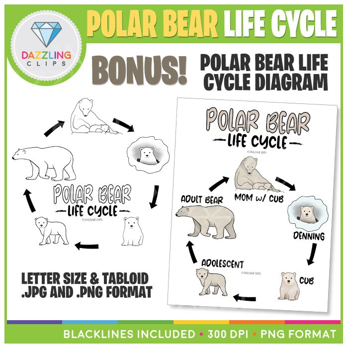 Polar Bear Life Cycle Clip Art - Instant Download - Educational Clipart ...