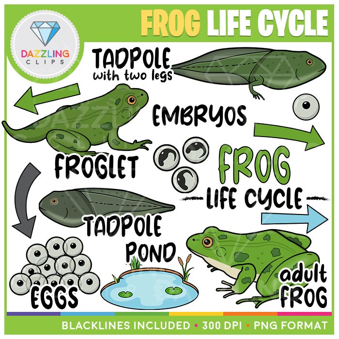 Life Cycles Set II Clip Art BUNDLE! - Instant Download - Educational ...