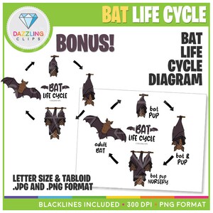 Bat Life Cycle Clip Art - Instant Download - Educational Clipart ...