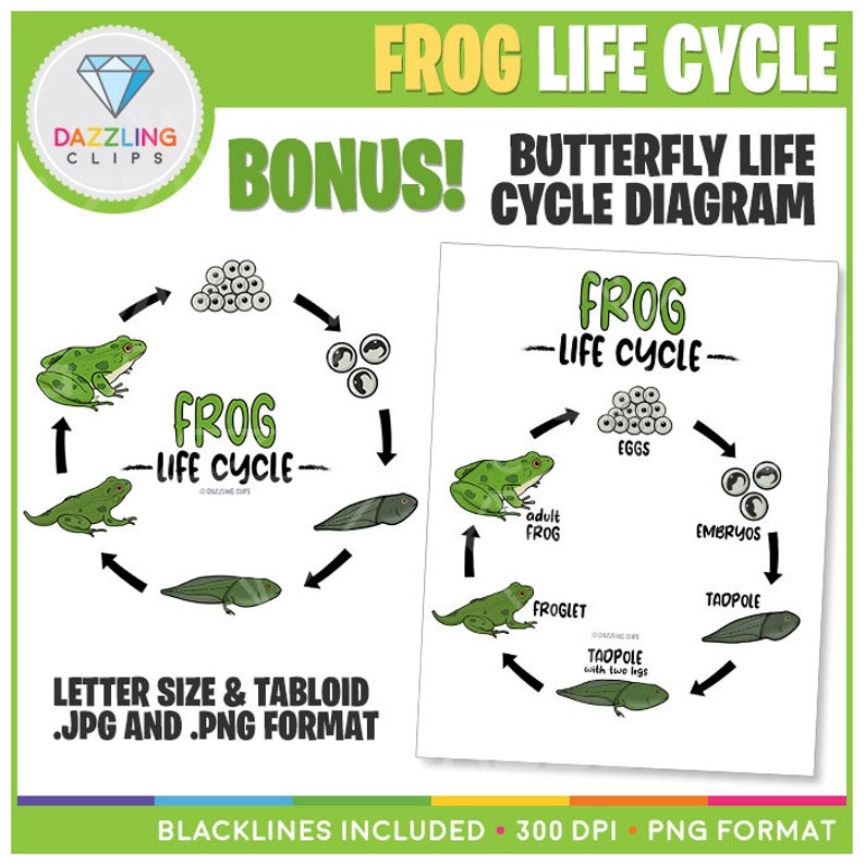 Frog Life Cycle Clipart: Educational Animal Science (digital Download ...