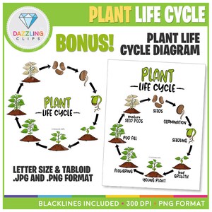 Plant Life Cycle Clip Art - Instant Download - Educational Clipart ...