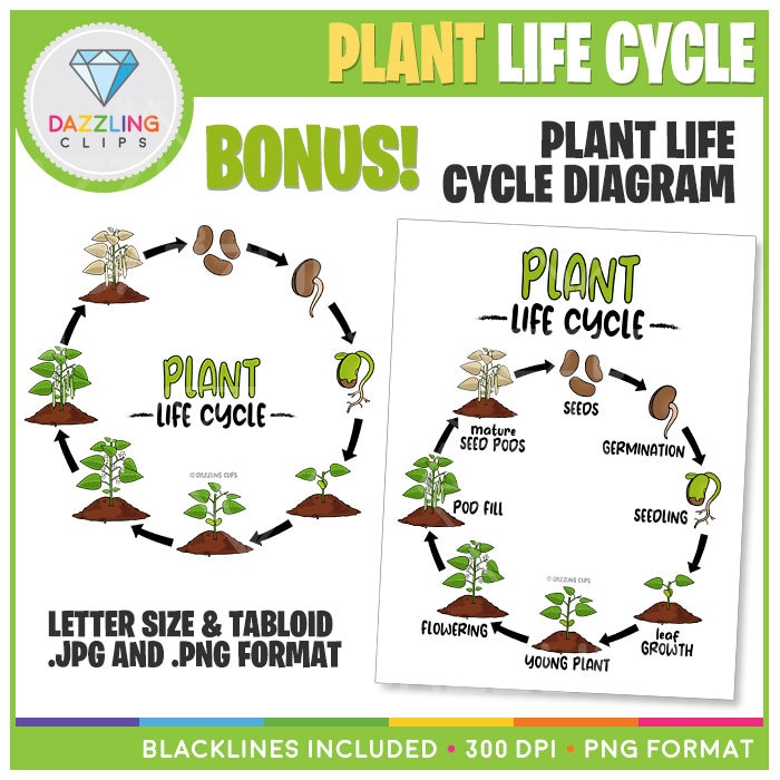 Plant Life Cycle Clip Art - Instant Download - Educational Clipart ...