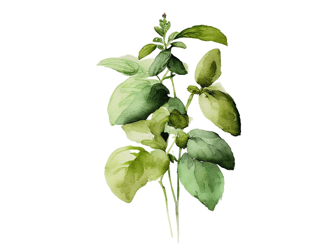 Basil Painting Herbs Watercolor Art Print Botanical Kitchen Wall Art ...