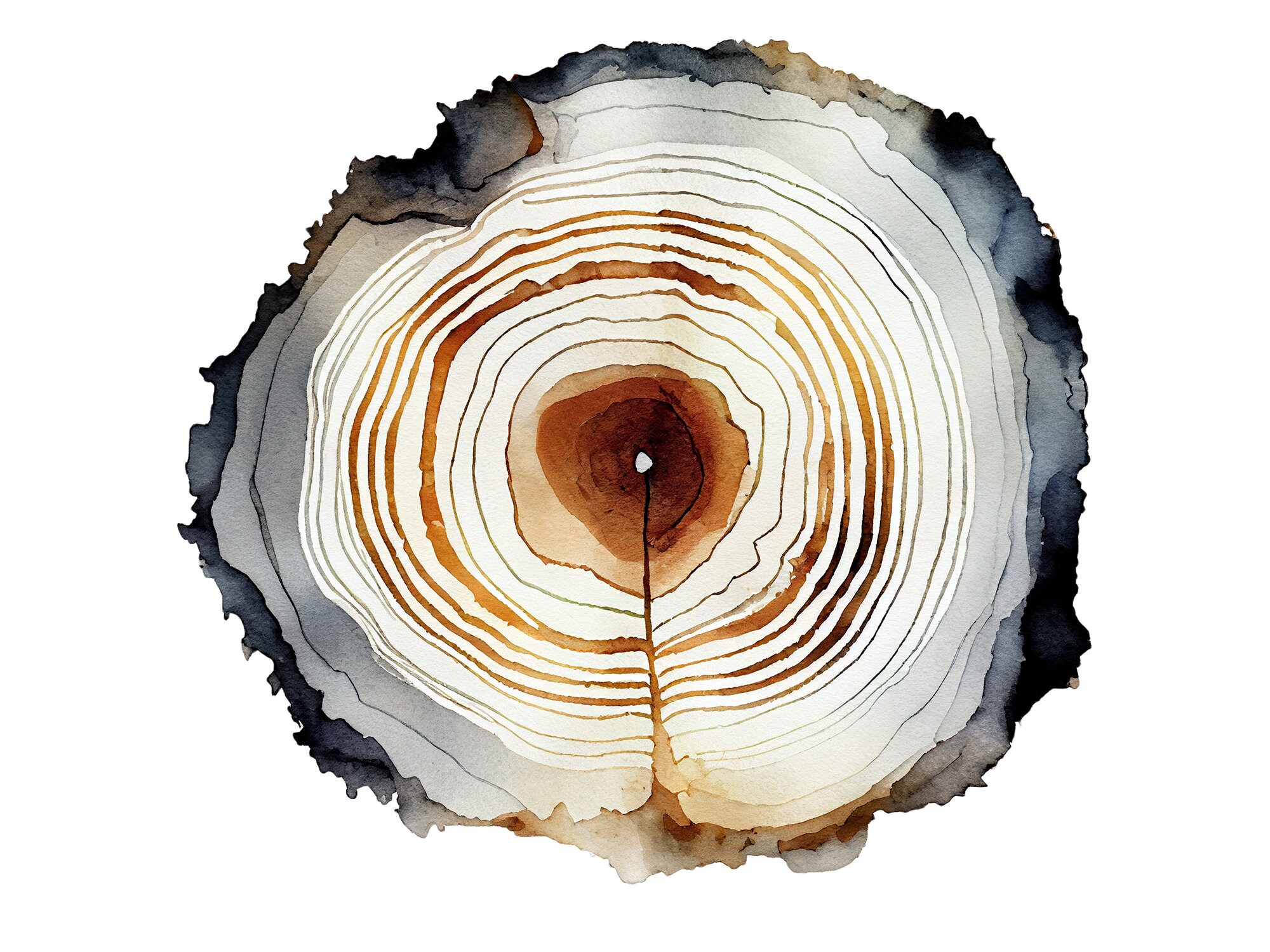 Oak Tree Rings