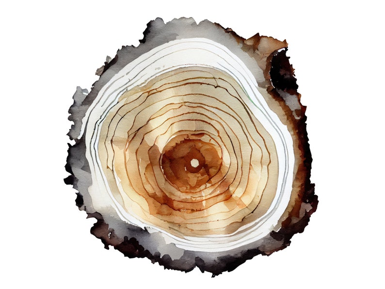 Tree Ring Print Sequoia Woodcut Poster Large Watercolor Art - Etsy