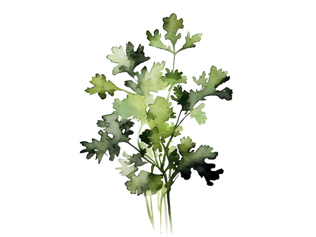 Parsley Watercolor Painting Herbs Art Print Minimalist Kitchen Wall Art ...