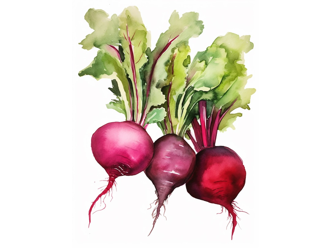 Beet Watercolor Print Vegetables Painting Kitchen Wall Art Modern ...
