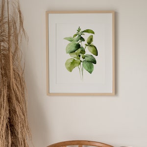 Basil Painting Herbs Watercolor Art Print Botanical Kitchen Wall Art ...