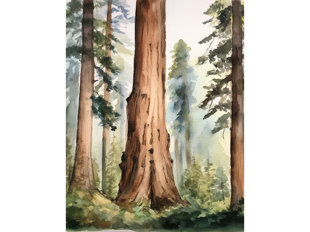 Sequoia Trees Watercolor Painting California Art Print Forest Landscape ...