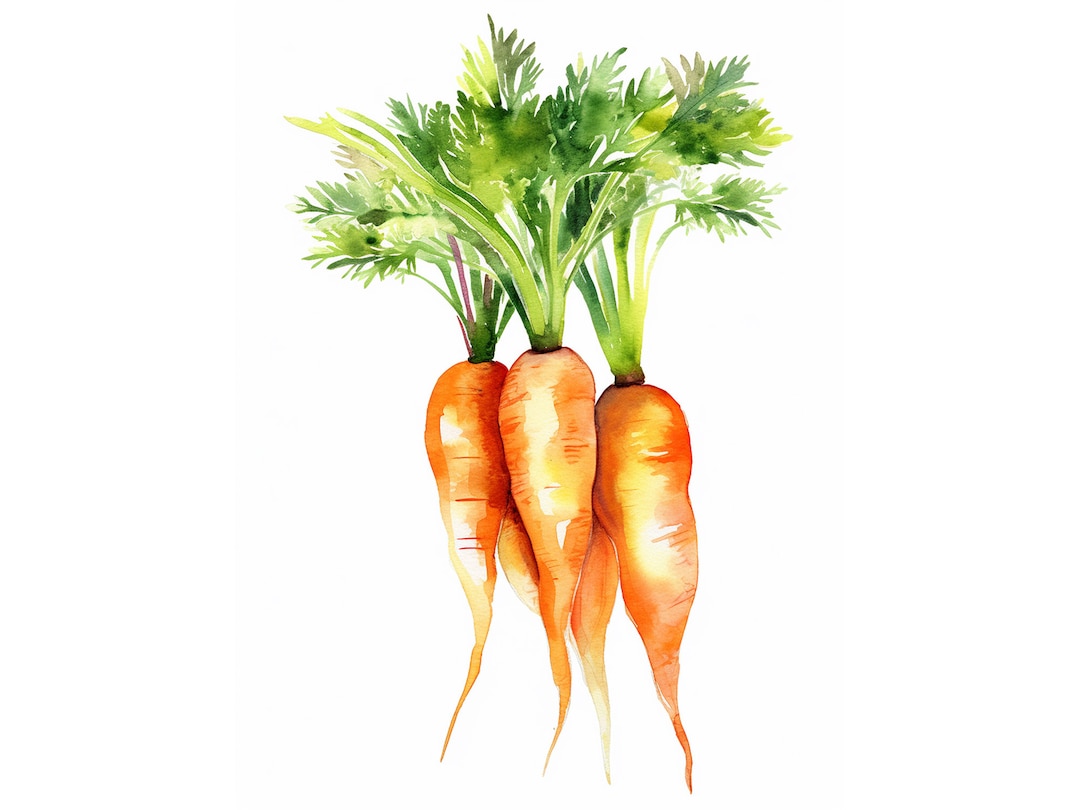 Carrot Watercolor Print From Original Painting Vegetable Wall Art ...