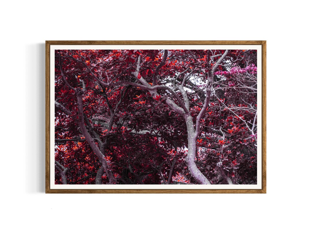 Infrared Photography infrared Radiance Nature in Contrast. Limited ...