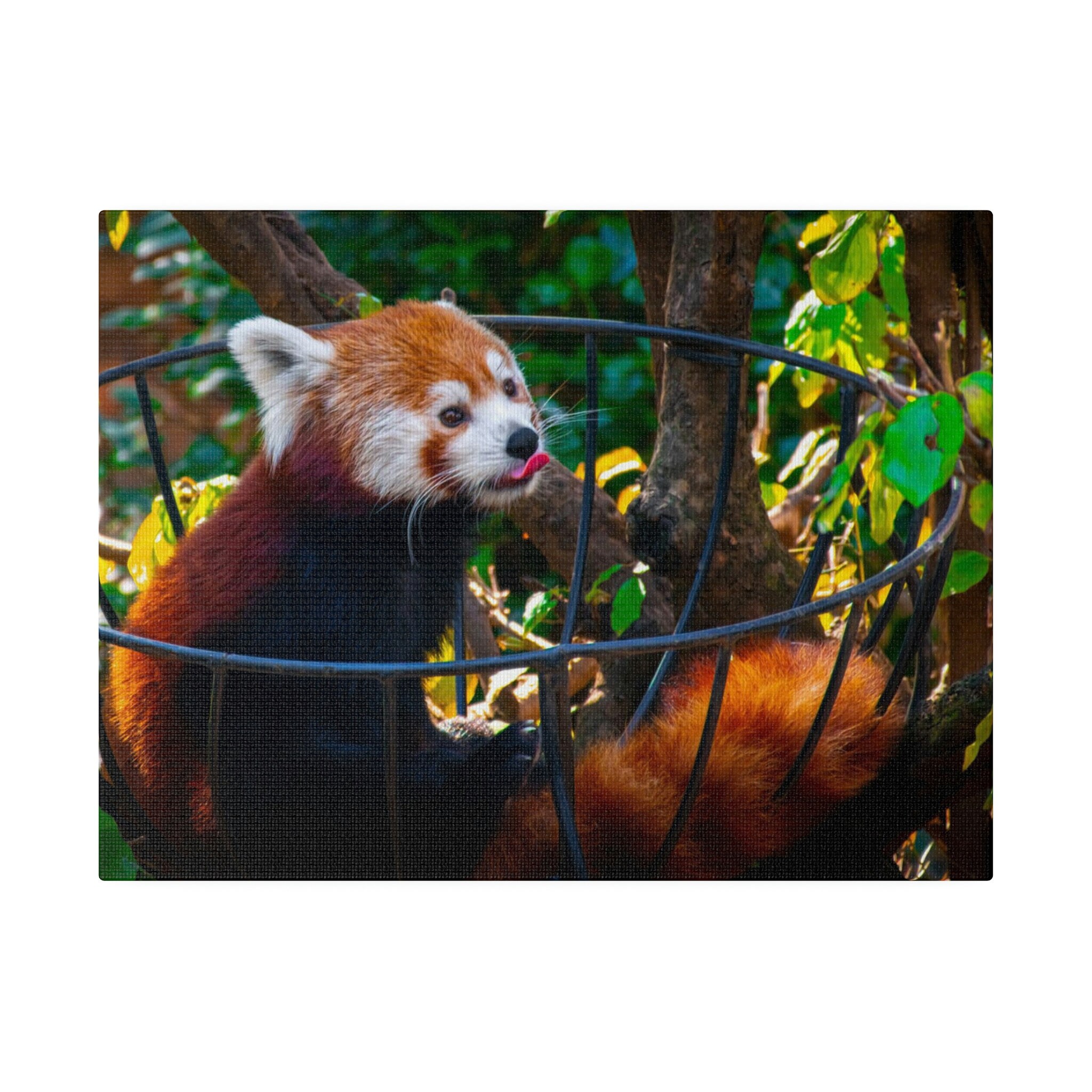 Silly Red Panda Matte Photo Print - Etsy