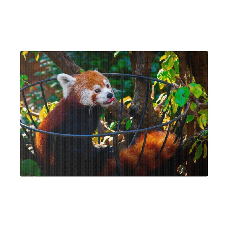 Silly Red Panda Matte Photo Print - Etsy