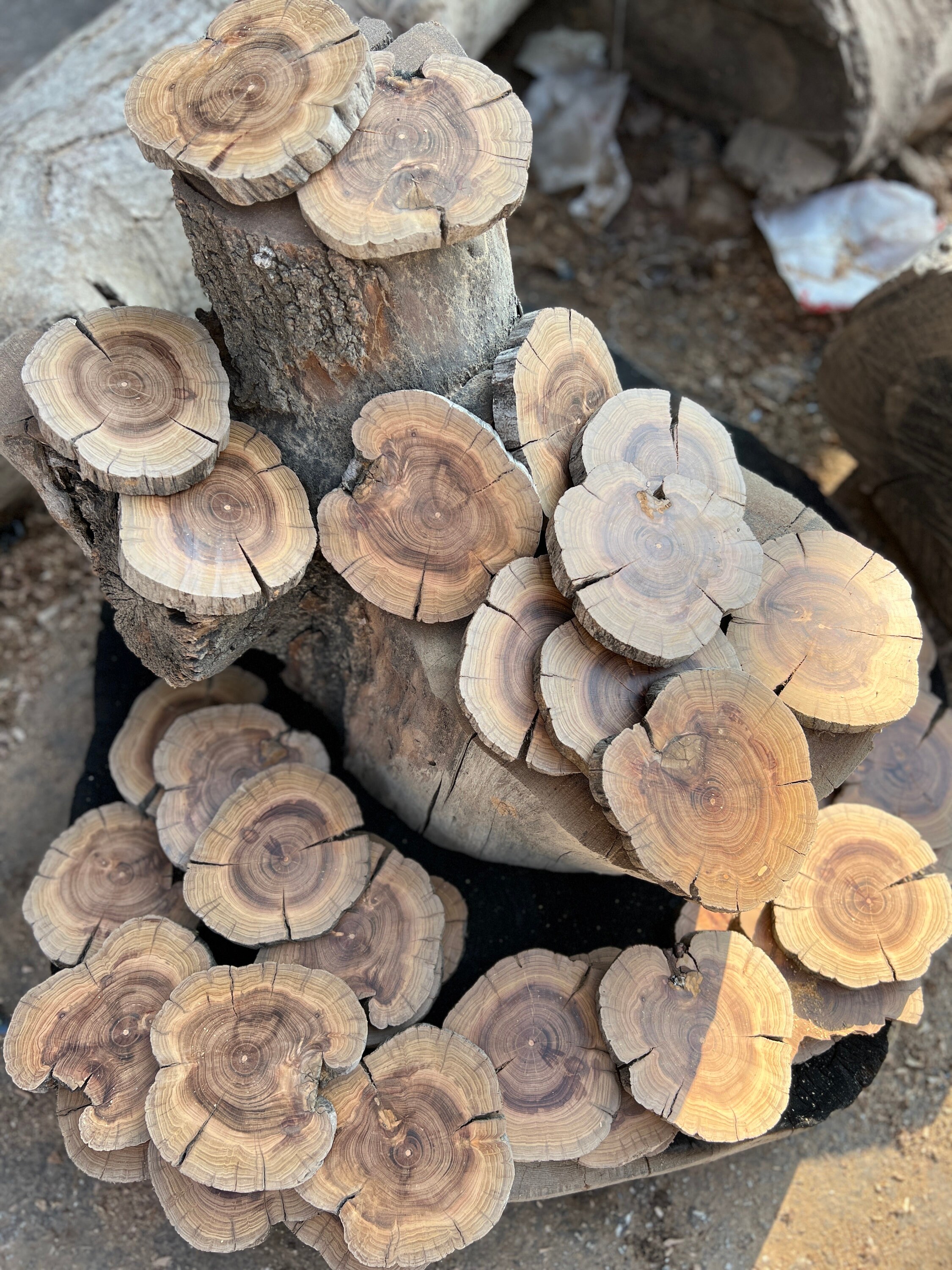Almond Slices 12 Pcs Small Wooden Slices Rustic Wood Slices for ...