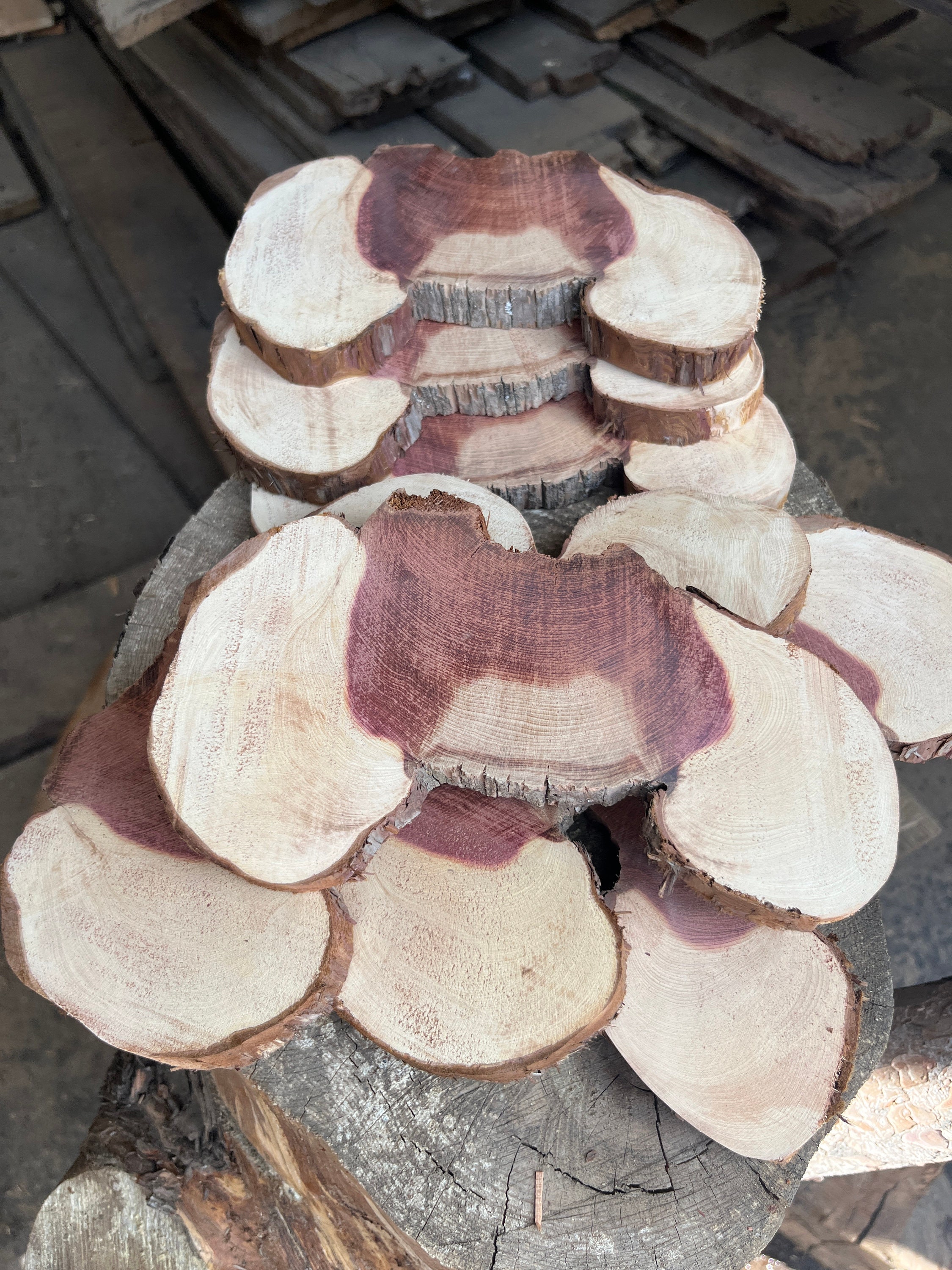 Juniper Slices 7 Pcs Small Wooden Slices Rustic Wood Slices - Etsy