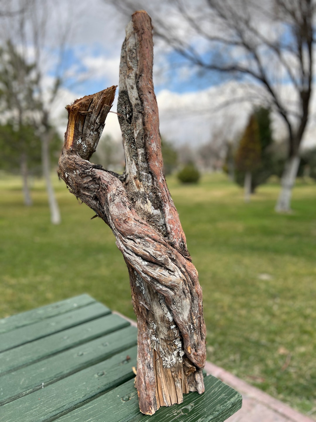 Natural Juniper Tree Piece Decorative Accessory Unique Option for Art ...