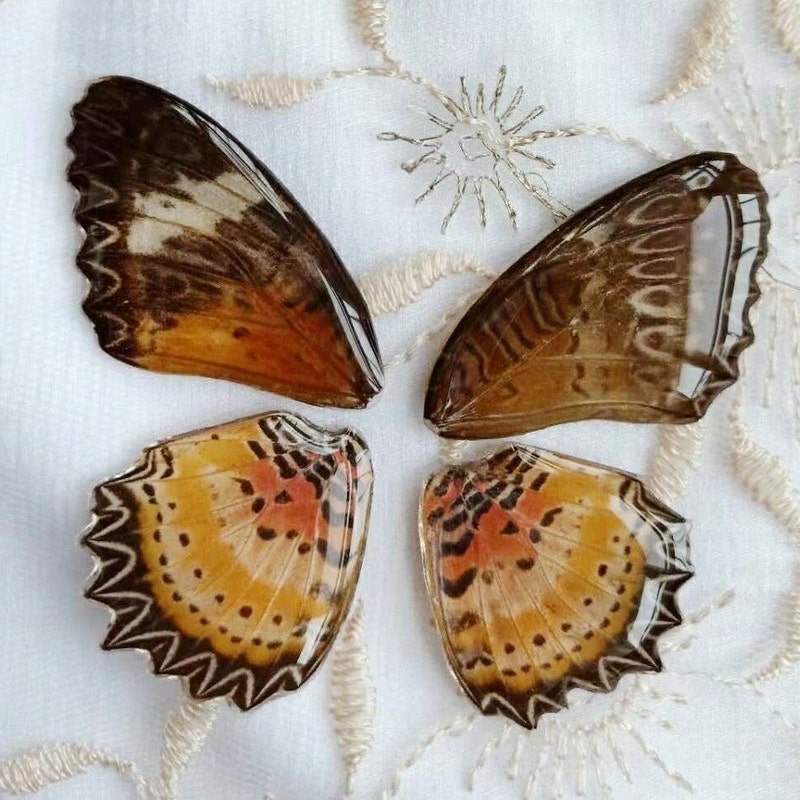 Real Butterfly Wing - Etsy
