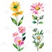Daisy Flowers Watercolor PNG Clipart Bundle Digital Download Abstract ...