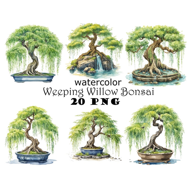 Weeping Willow Tree Bonsai Clipart PNG Willow Tree Graphics Watercolor ...