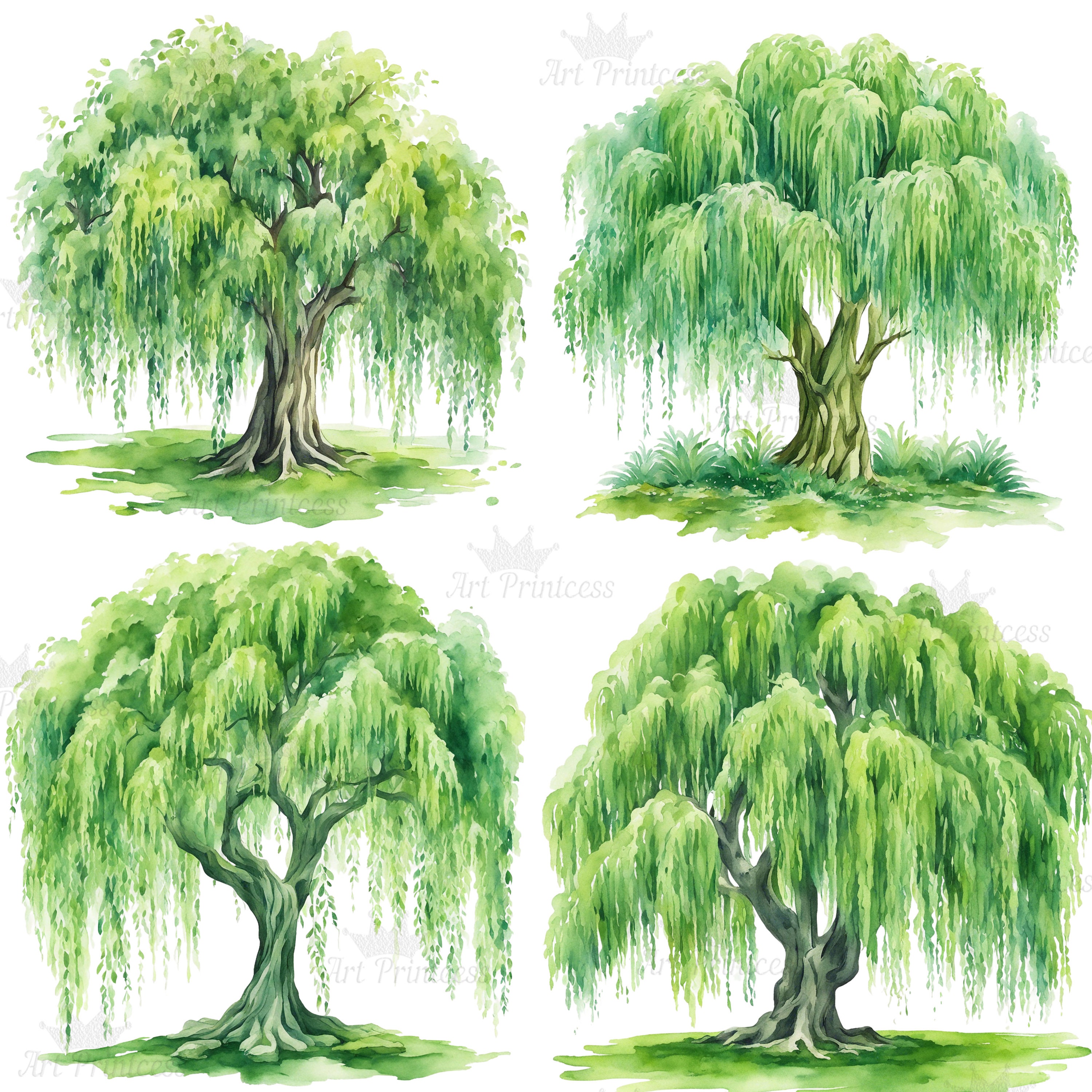 Watercolor Weeping Willow Tree Clipart PNG Willow Tree Graphics ...