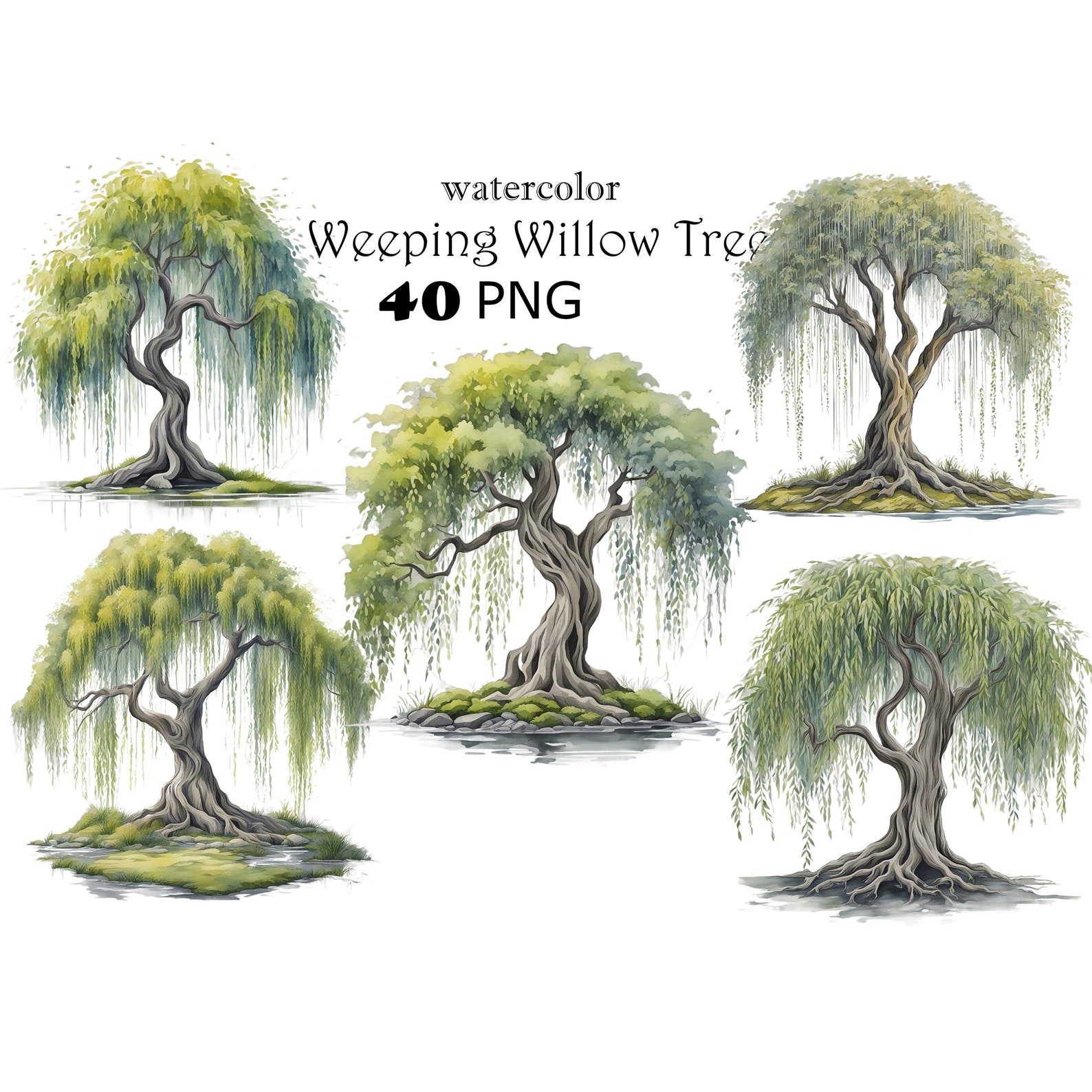 Watercolor Weeping Willow Tree Clipart PNG Willow Tree Graphics ...