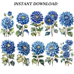 Dahlia Flower Clipart PNG Watercolor Dahlia Flower Clipart Digital ...
