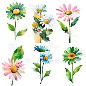 Daisy Flowers Watercolor PNG Clipart Bundle Digital Download Abstract ...