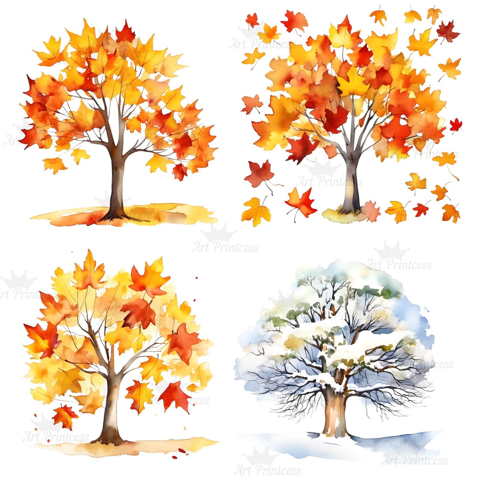 Sycamore Tree Watercolor 4 Seasons Clipart 36 PNG Sycamore Tree ...