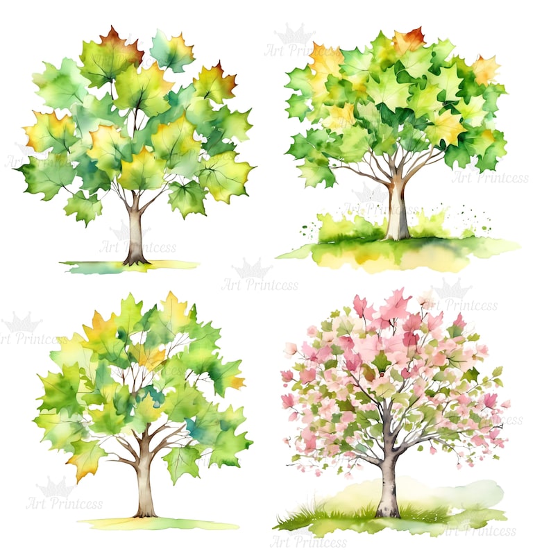 Sycamore Tree Watercolor 4 Seasons Clipart 36 PNG Sycamore Tree ...