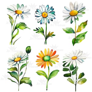 Daisy Flowers Watercolor PNG Clipart Bundle Digital Download Abstract ...