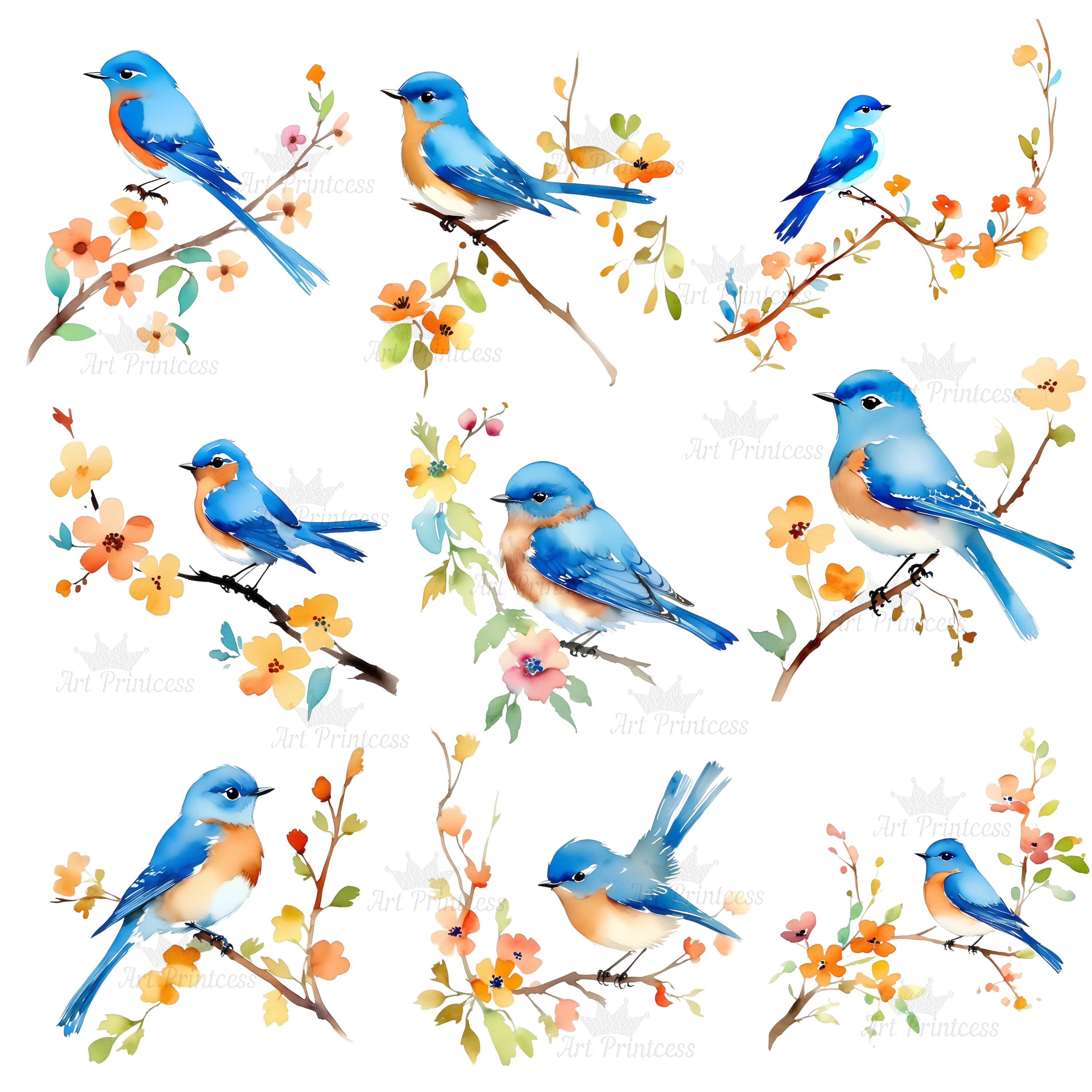 Bluebird Watercolor Gouache Clipart 40 PNG Digital Download Bundle Free ...