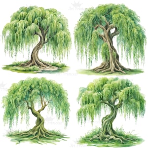 Watercolor Weeping Willow Tree Clipart PNG Willow Tree Graphics ...
