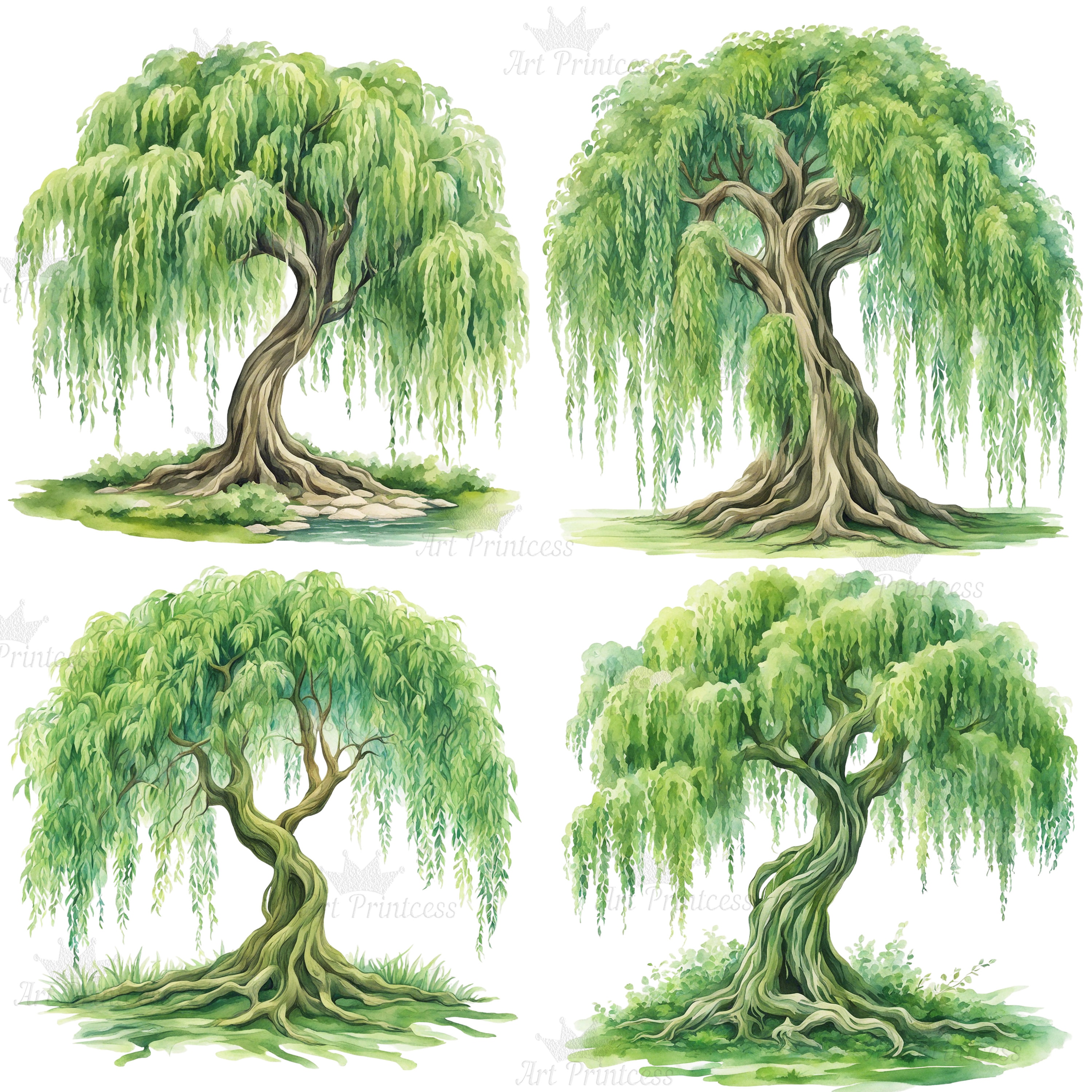 Watercolor Weeping Willow Tree Clipart PNG Willow Tree Graphics ...