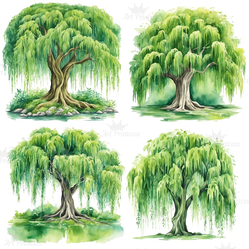 Watercolor Weeping Willow Tree Clipart PNG Willow Tree Graphics ...