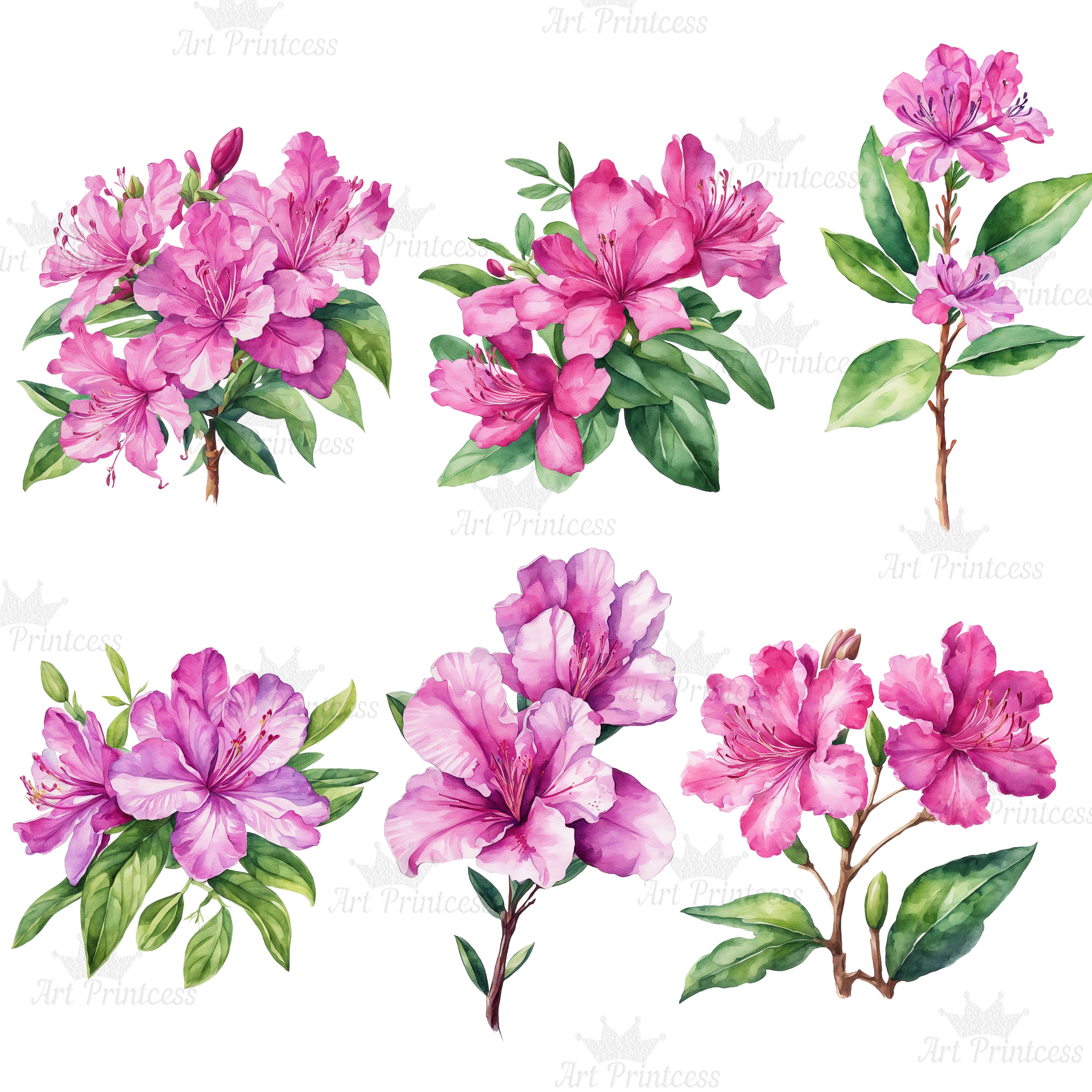 Azalea Flower Watercolor Clipart PNG Gladiolus Flower Illustrations ...