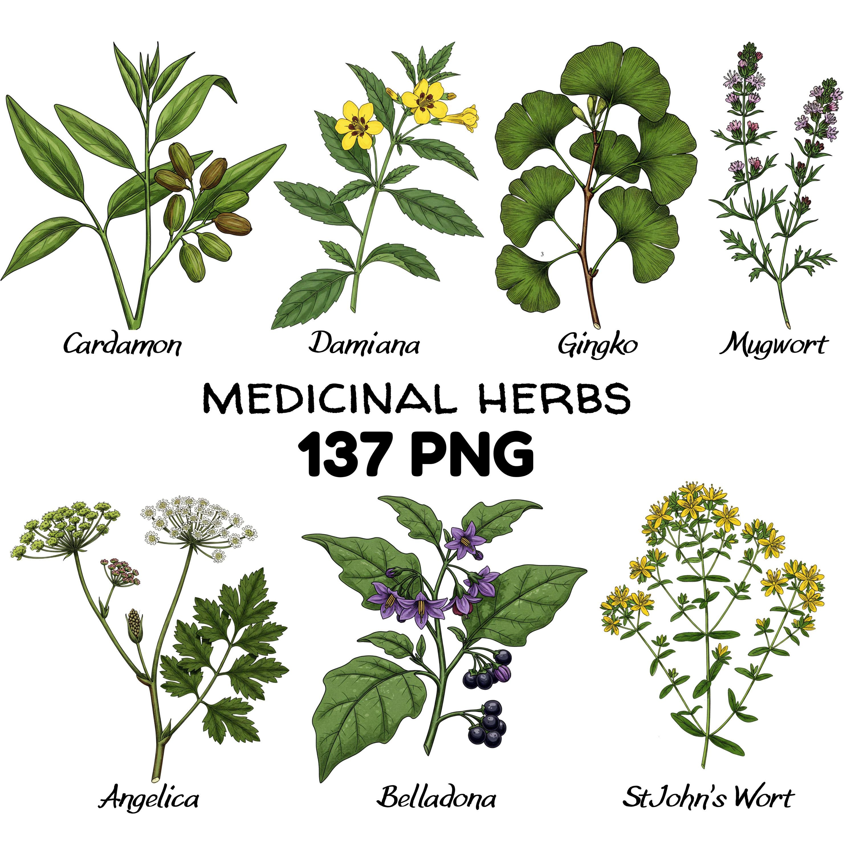 Vintage Medicinal Herbs Clipart Bundle: Botanical Illustrations PNG ...