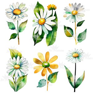 Daisy Flowers Watercolor PNG Clipart Bundle Digital Download Abstract ...