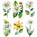 Daisy Flowers Watercolor PNG Clipart Bundle Digital Download Abstract ...