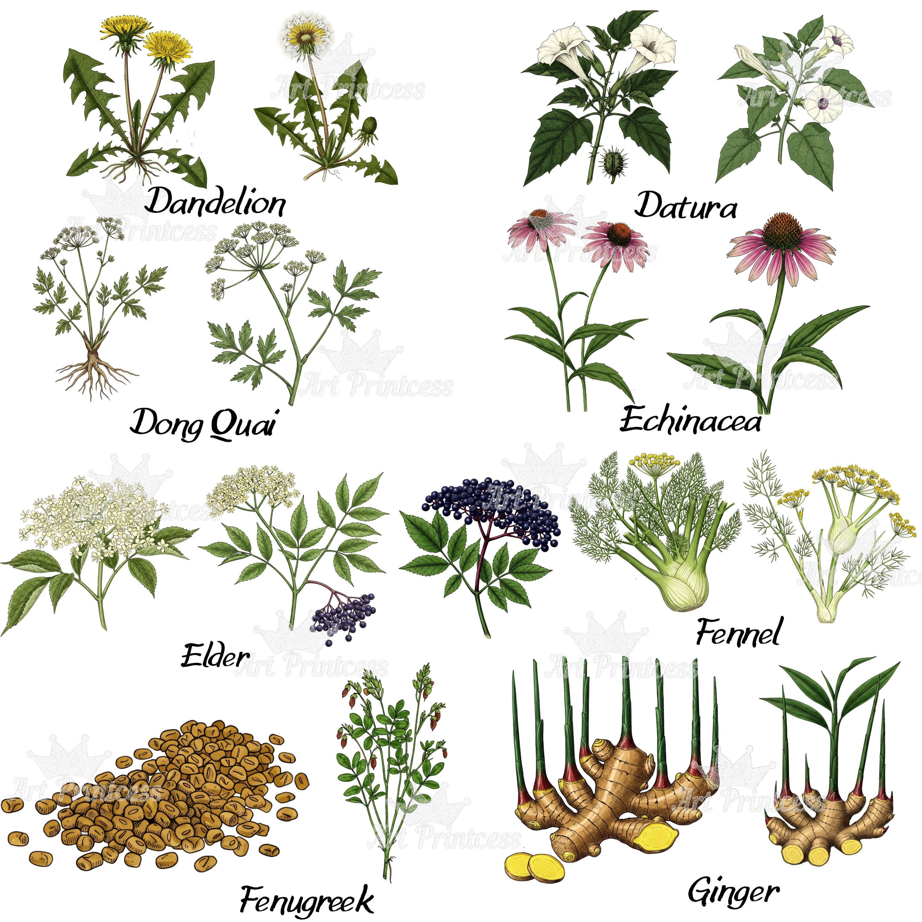 Vintage Medicinal Herbs Clipart Bundle: Botanical Illustrations PNG ...