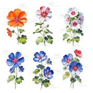 Watercolor Geranium Flower Clipart 50 PNG Red Purple White Pink ...