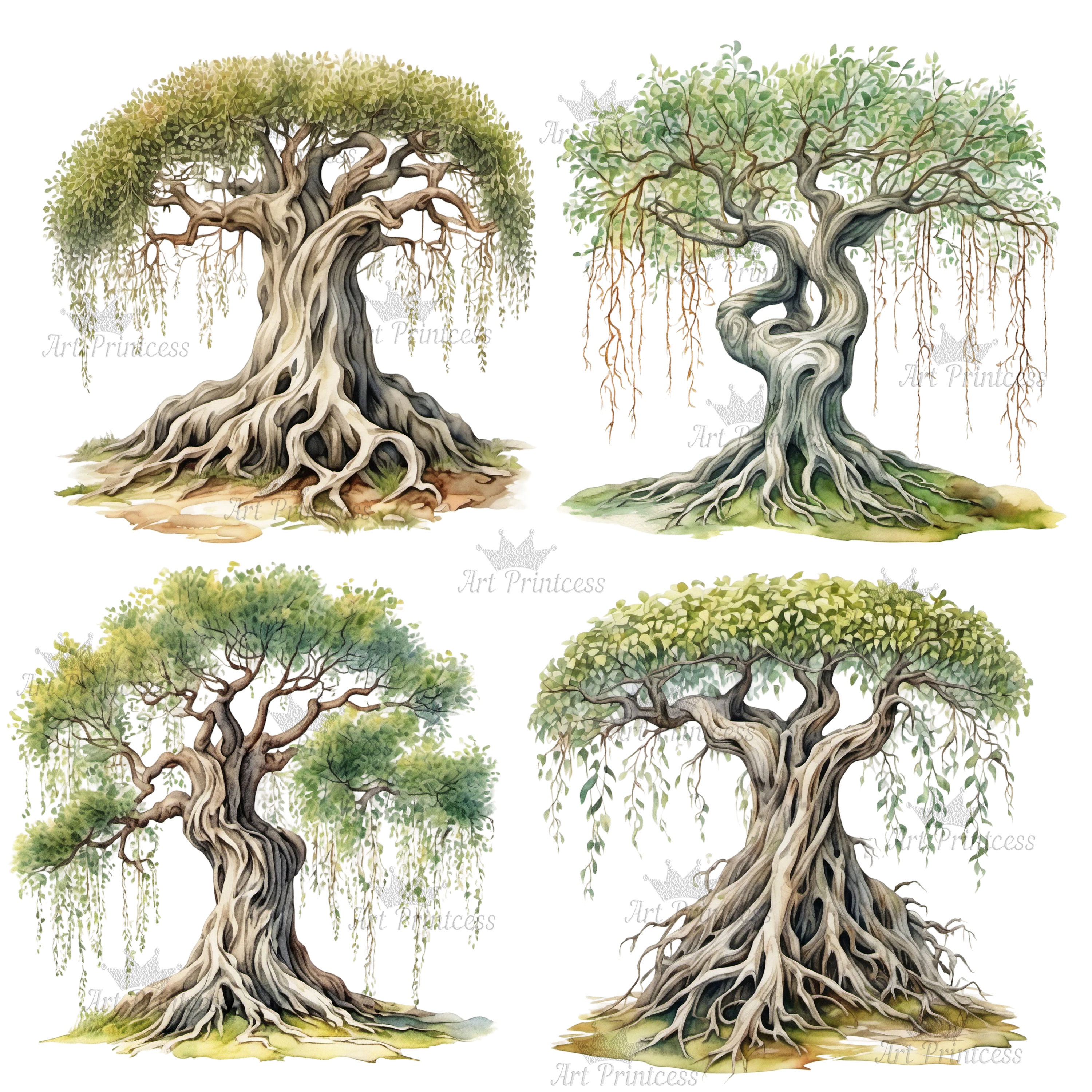 Ancient Watercolor Weeping Willow Tree Clipart PNG Willow Tree Graphics ...
