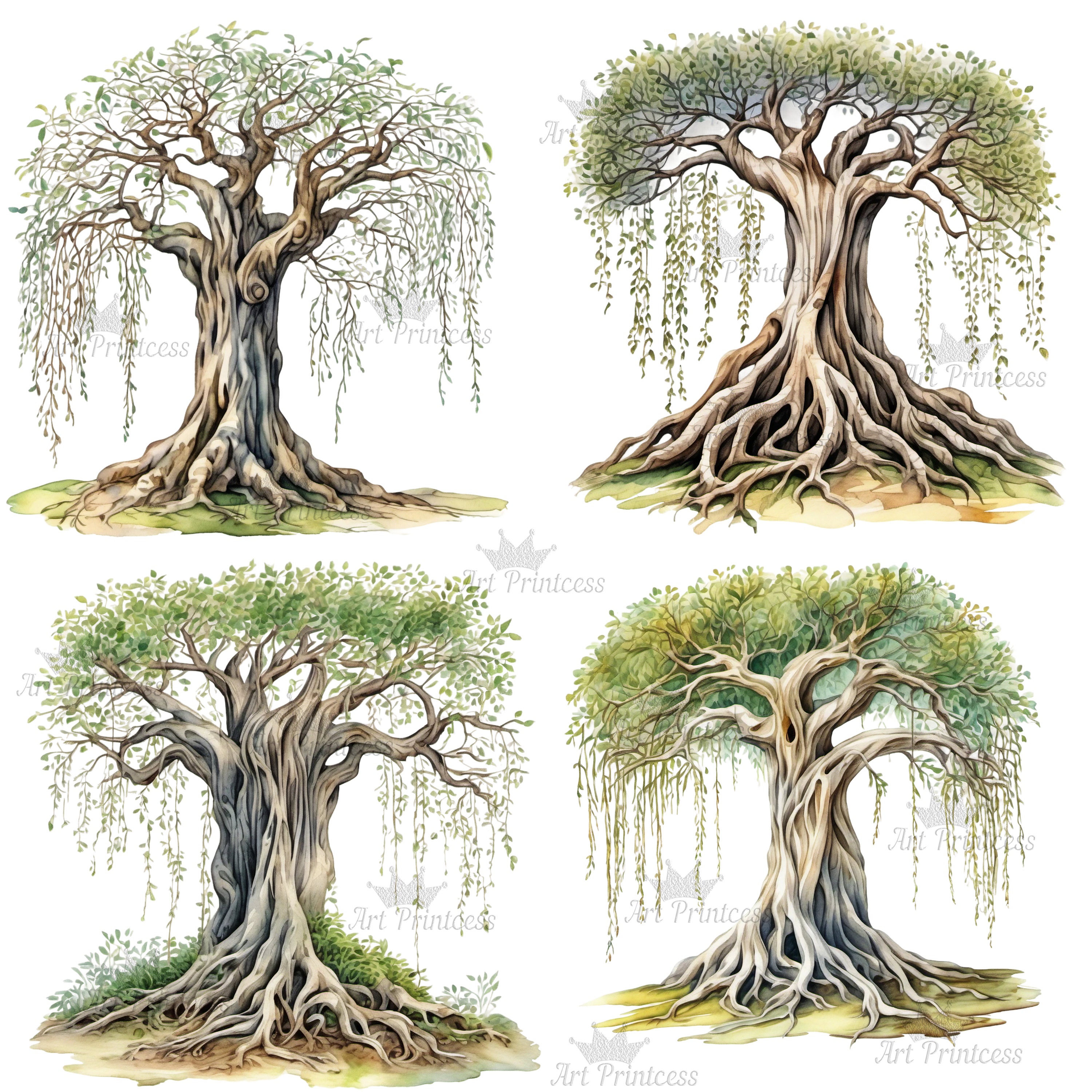Ancient Watercolor Weeping Willow Tree Clipart PNG Willow Tree Graphics ...