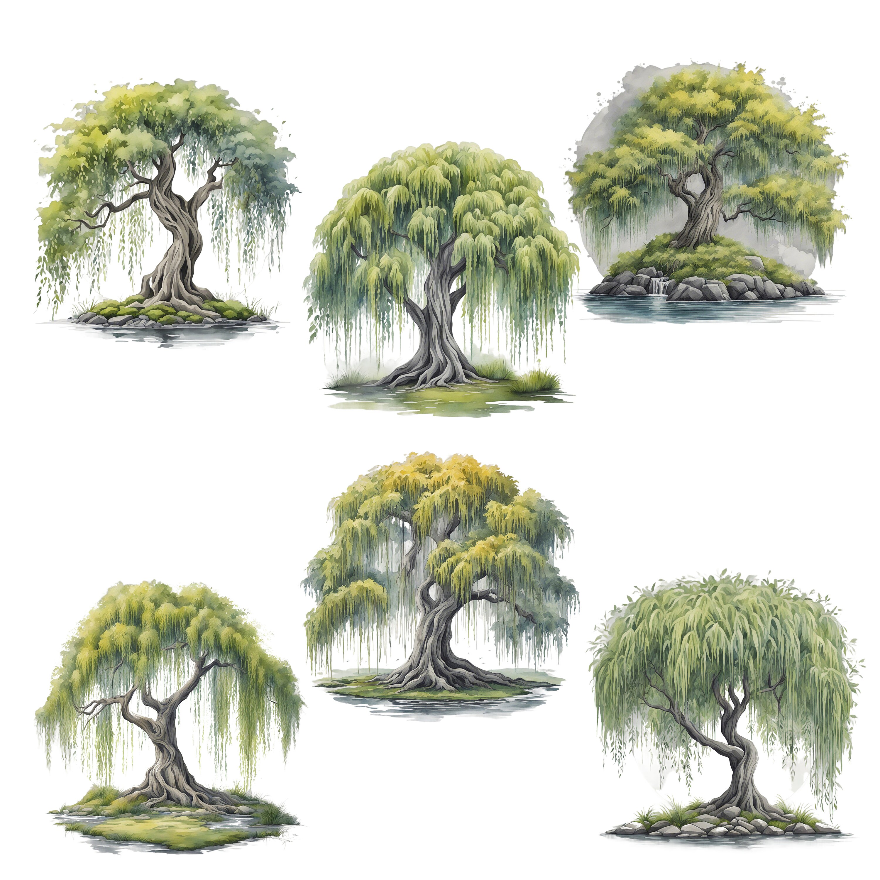 Watercolor Weeping Willow Tree Clipart PNG Willow Tree Graphics ...
