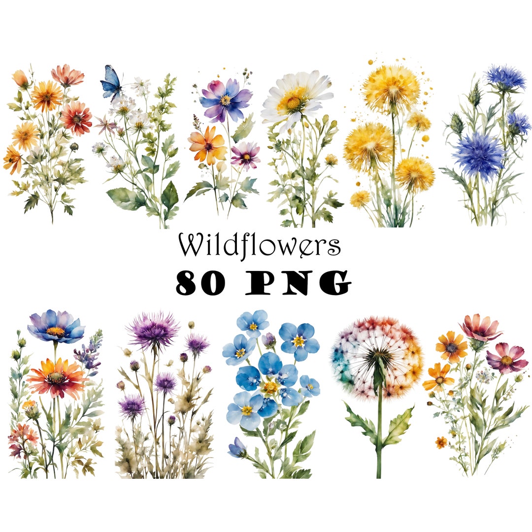 Wildflower Watercolor Clipart PNG Bundle Transparent Background Floral ...