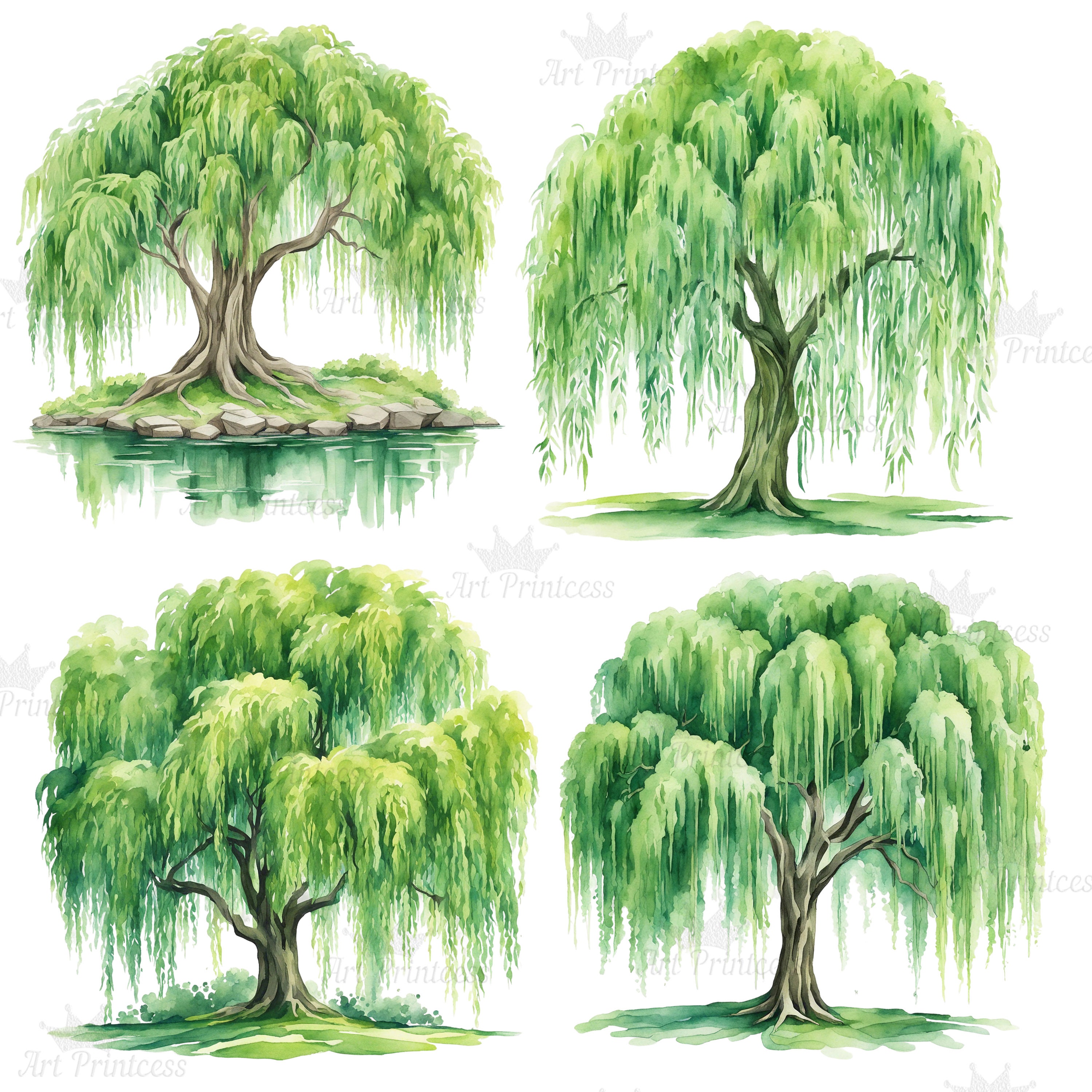 Watercolor Weeping Willow Tree Clipart PNG Willow Tree Graphics ...