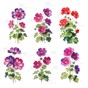 Watercolor Geranium Flower Clipart 50 PNG Red Purple White Pink ...