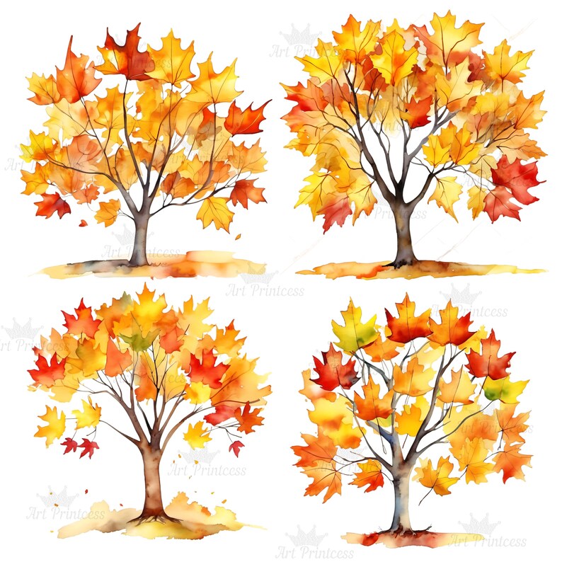 Sycamore Tree Watercolor 4 Seasons Clipart 36 PNG Sycamore Tree ...