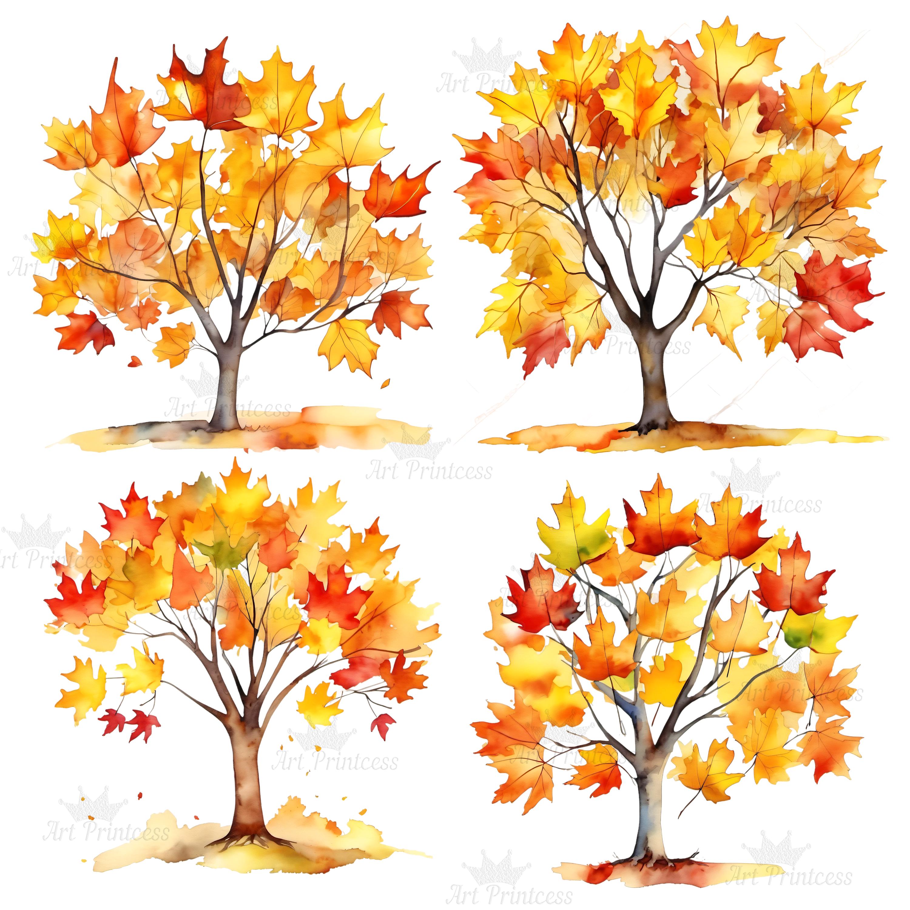 Sycamore Tree Watercolor 4 Seasons Clipart 36 PNG Sycamore Tree ...